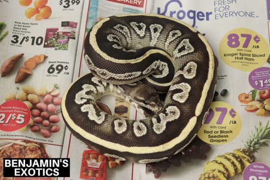 Mojave Mahogany Ball Python by Benjamin's Exotics
