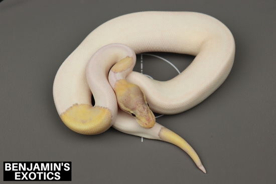 Coral Glow Mojave Piebald Ball Python by Benjamin's Exotics