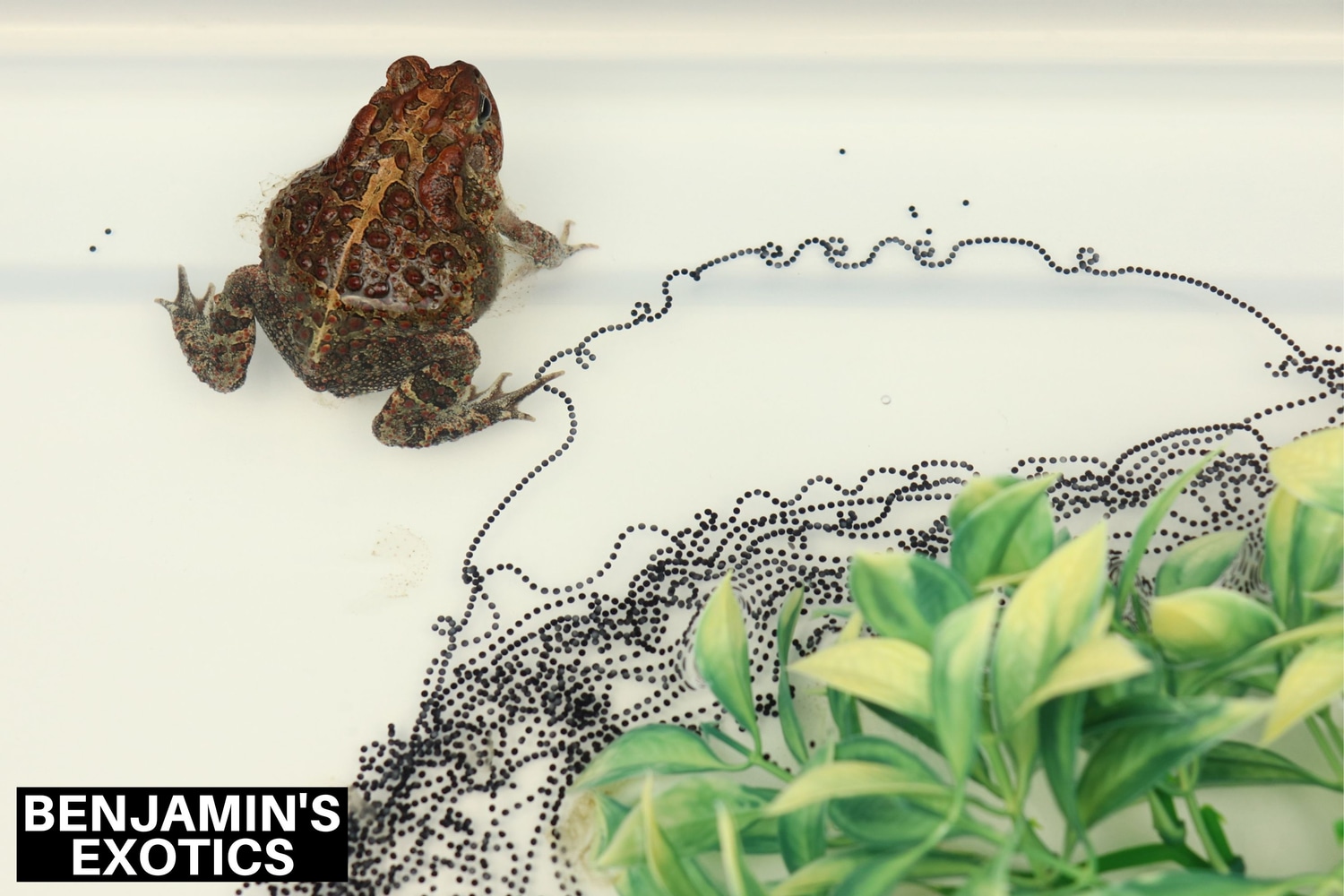 Captive Bred Southern Tadpoles Toad by Benjamin's Exotics - MorphMarket