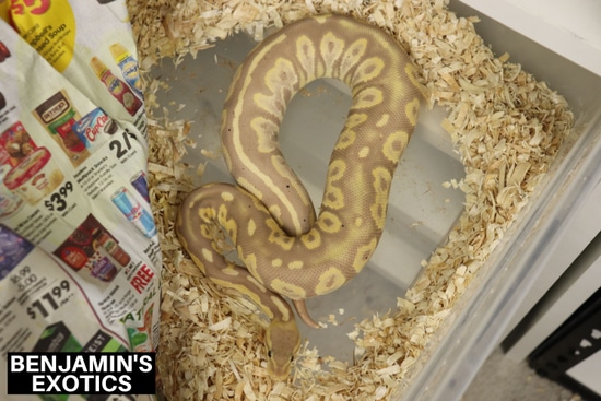 Coral Glow Cinnamon Chocolate Ball Python by Benjamin's Exotics