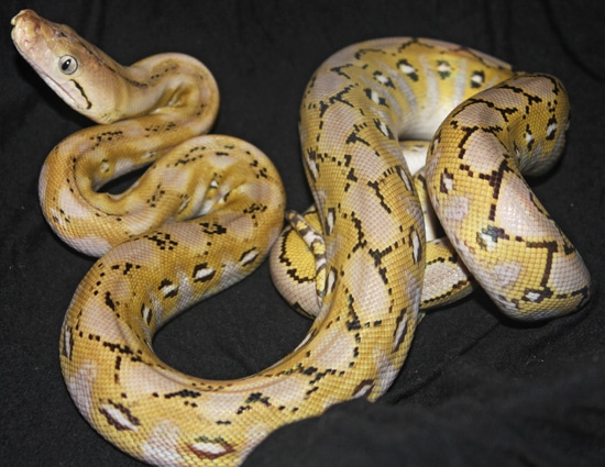 Platnium Anery Het Purple Reticulated Python by Ben's Retics