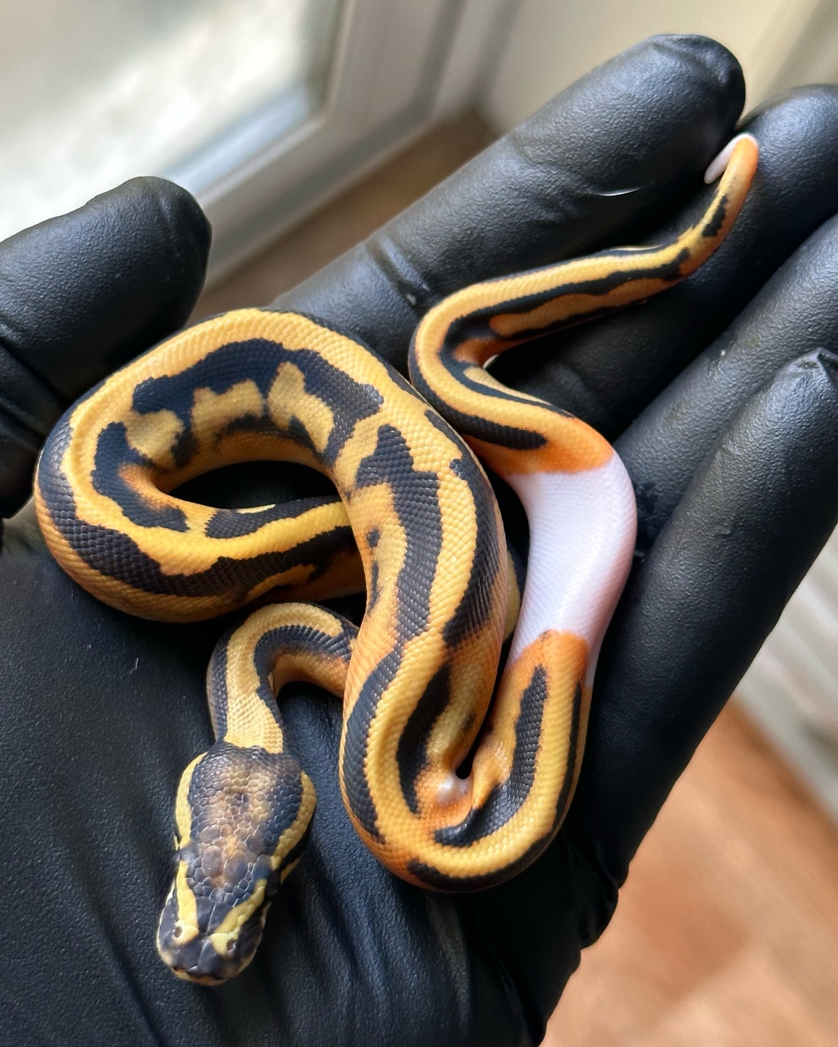 Desert Ghost Pied Ball Python by Great British Balls - MorphMarket