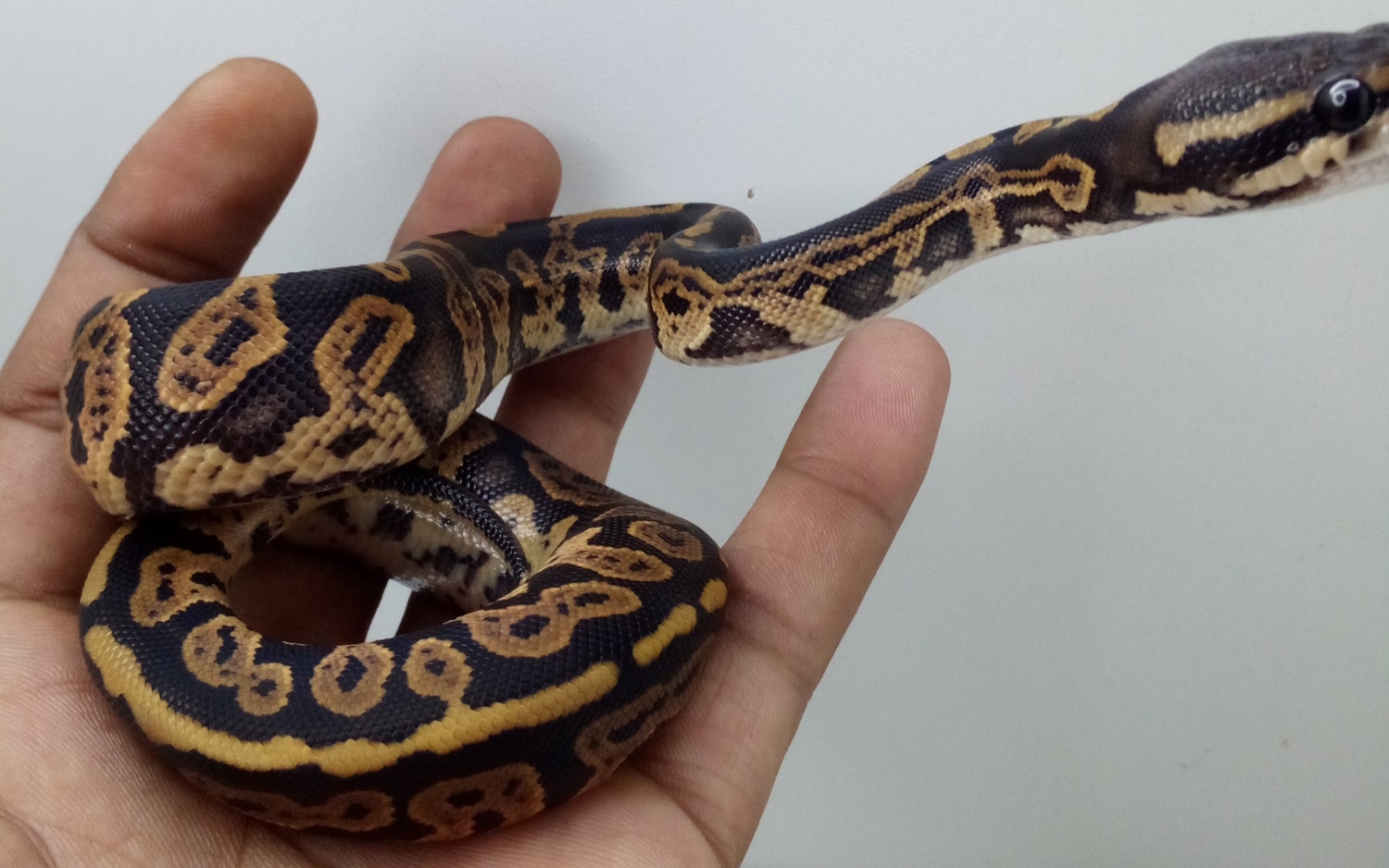 Black Pastel Acid Het Lav.Albino Ball Python by Benji's Beauties ...