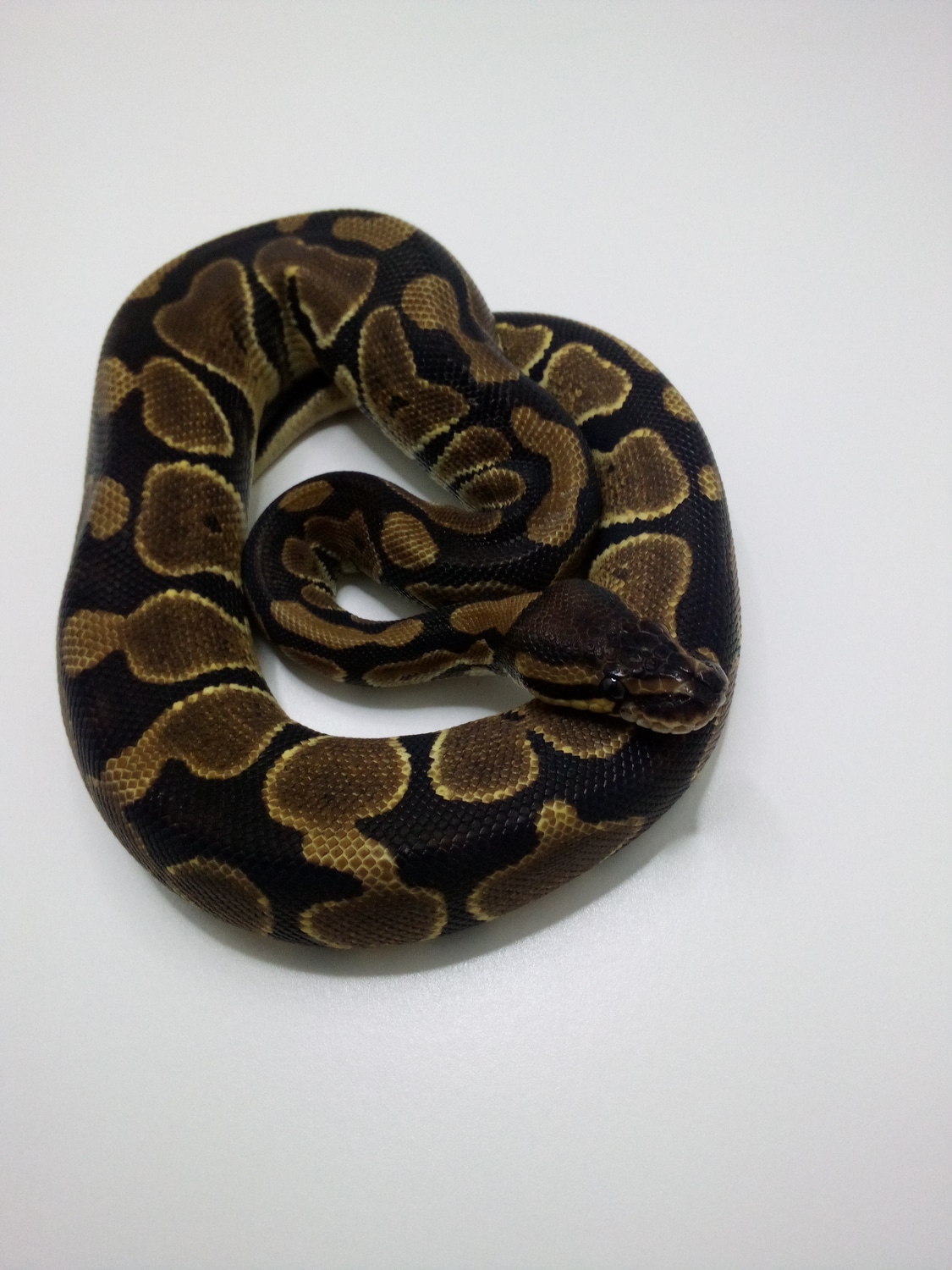 Dinker Ball Python by Benji's Beauties - MorphMarket