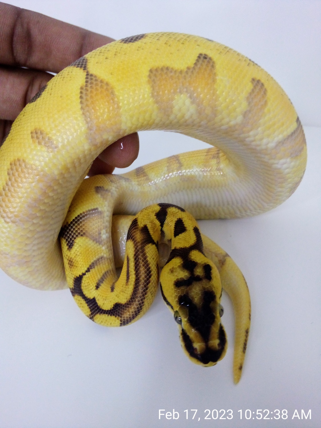 Super Enchi Fire Orange Dream GeneX Poss Yellowbelly 50% Het Pied Ball ...
