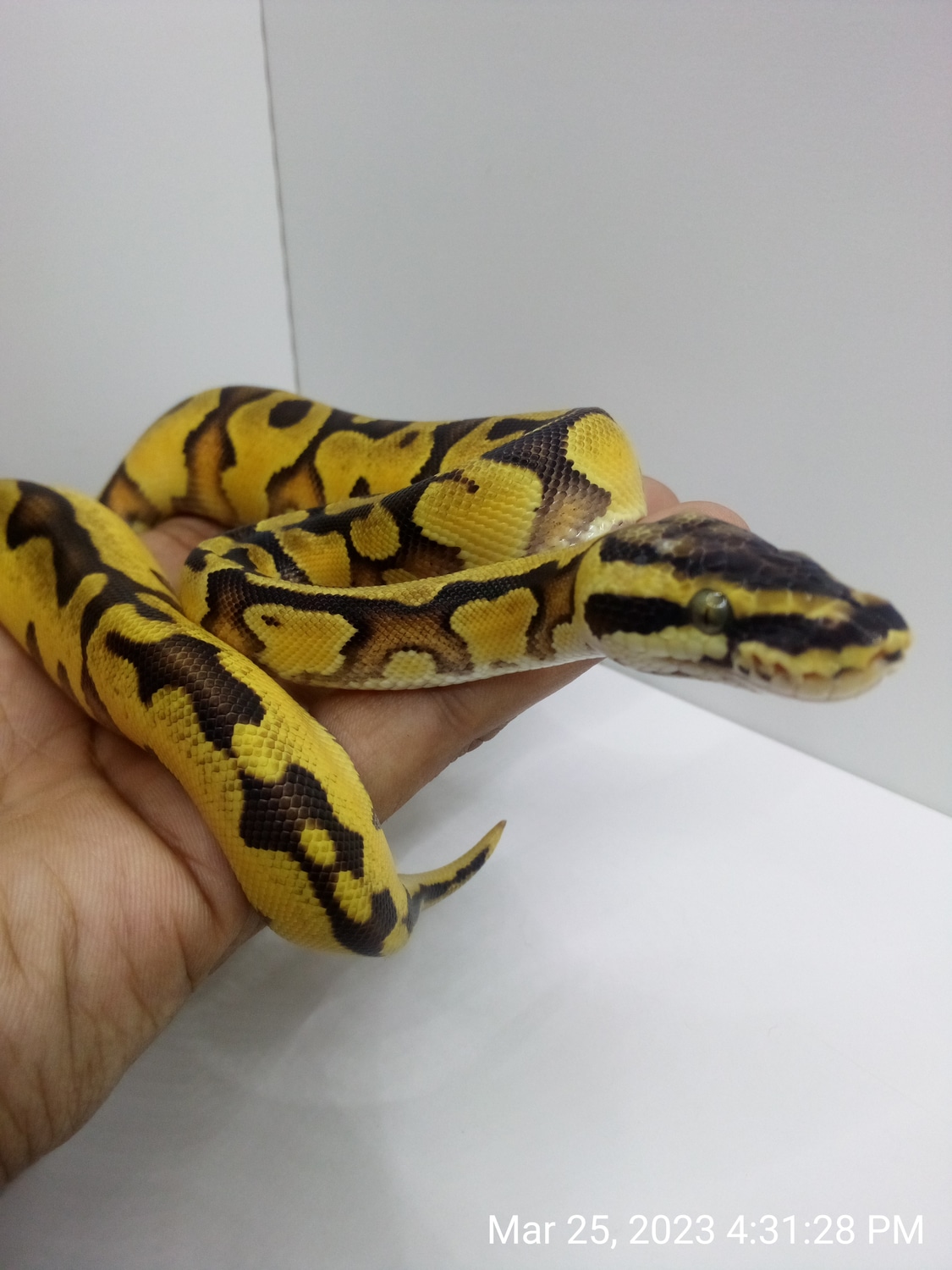 Orange Dream Pastel Enchi Yellow Belly GeneX 50% Het Pied Ball Python ...