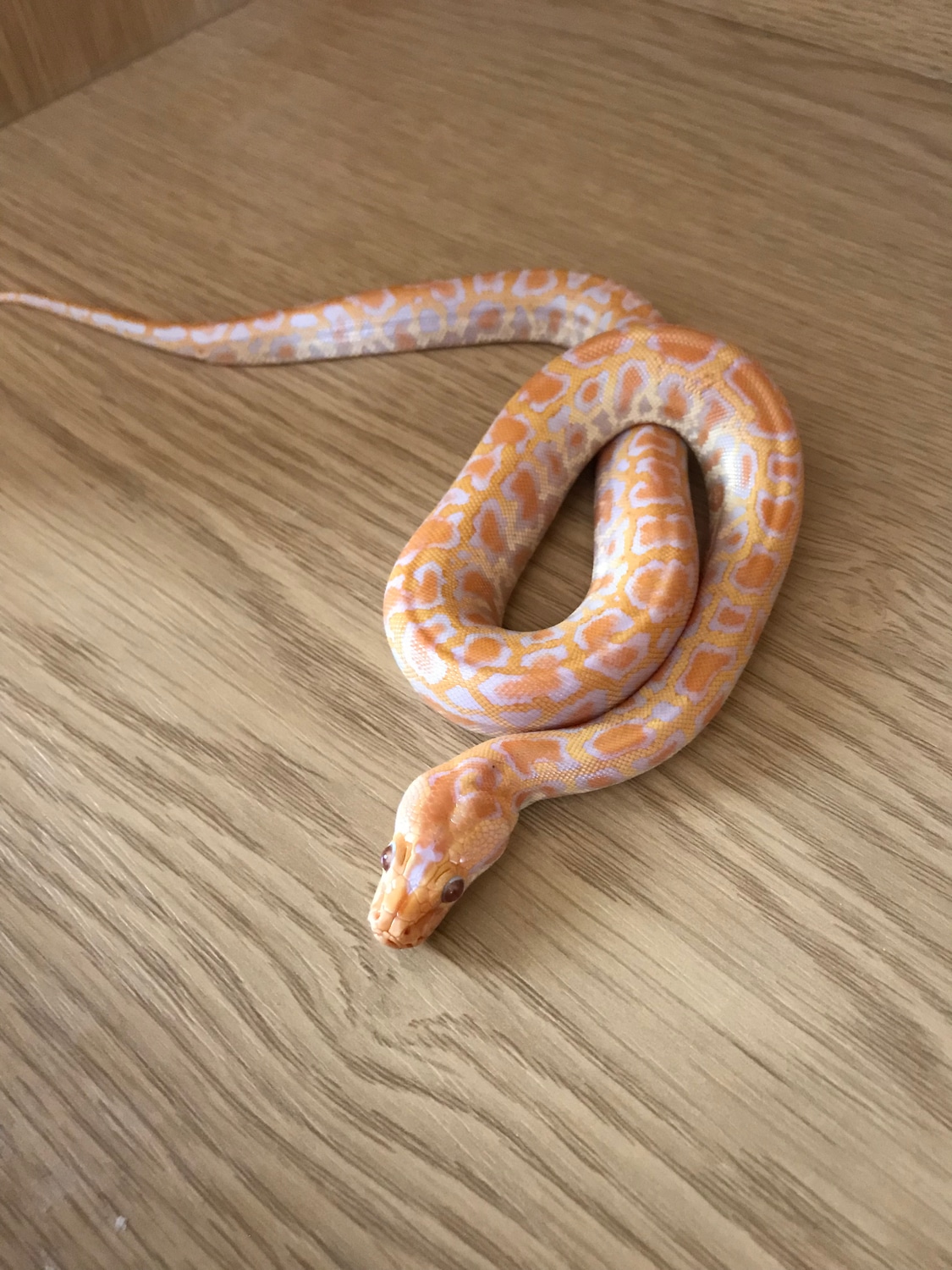 Albino Het Granite Burmese Python by Marvellous Morphs ; C&A reptiles ...