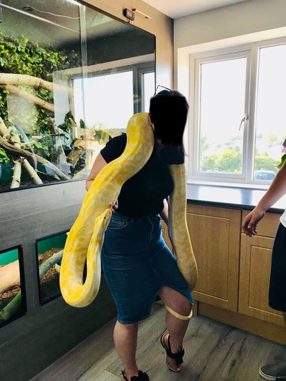 Albino Het Granite Burmese Python by Marvellous Morphs ; C&A reptiles