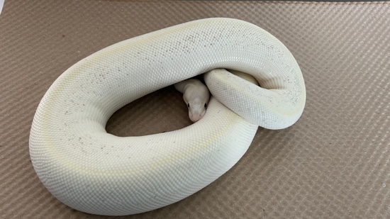 Fire Ivory Ball Python by Marvellous Morphs ; C&A reptiles