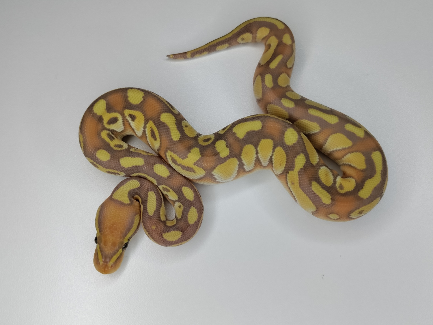 Banana Lesser Poss Het Sunset Ball Python by Precious Metal Morphz ...