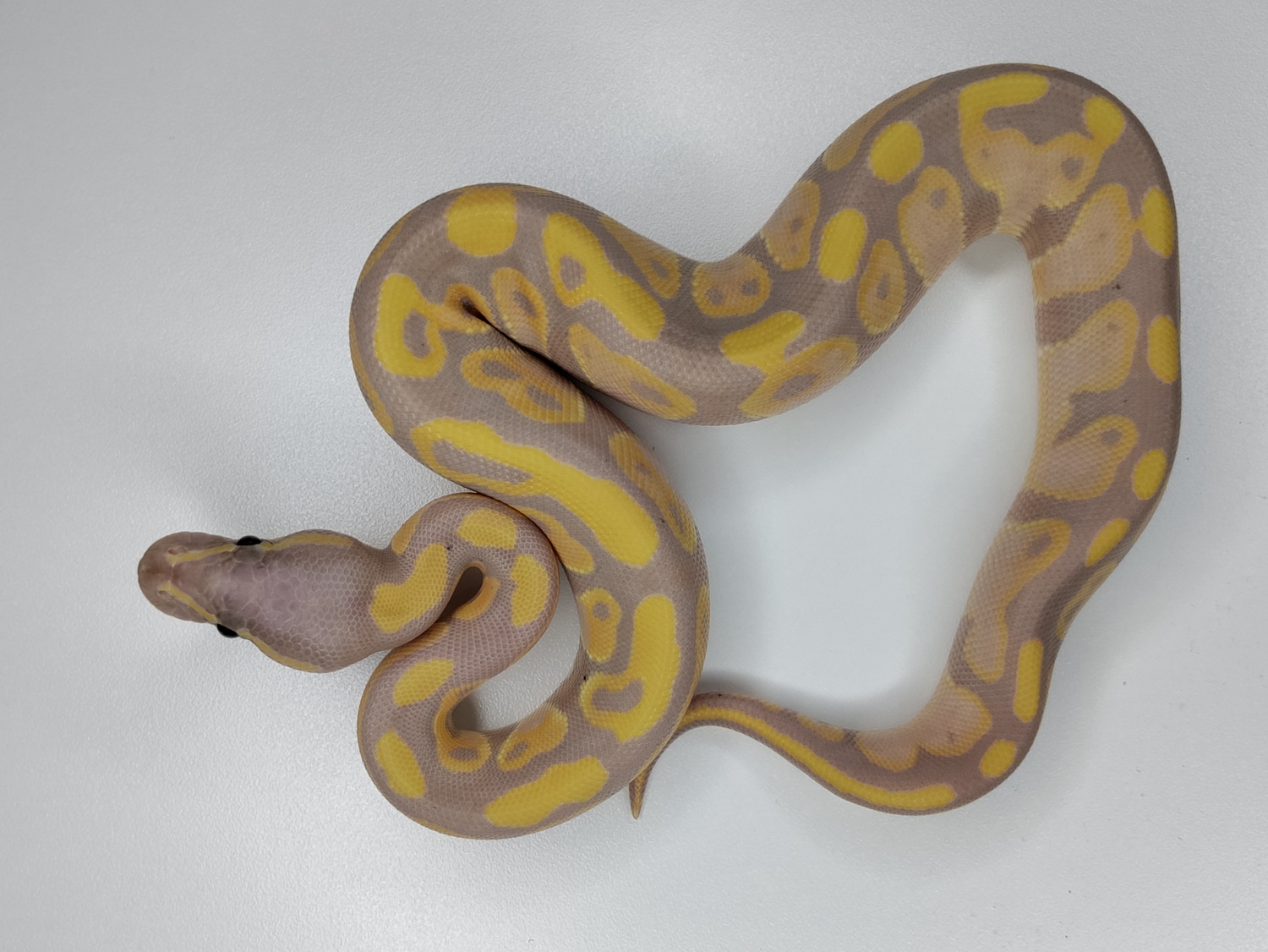 Banana Poss Het Sunset Ball Python by Precious Metal Morphz - MorphMarket