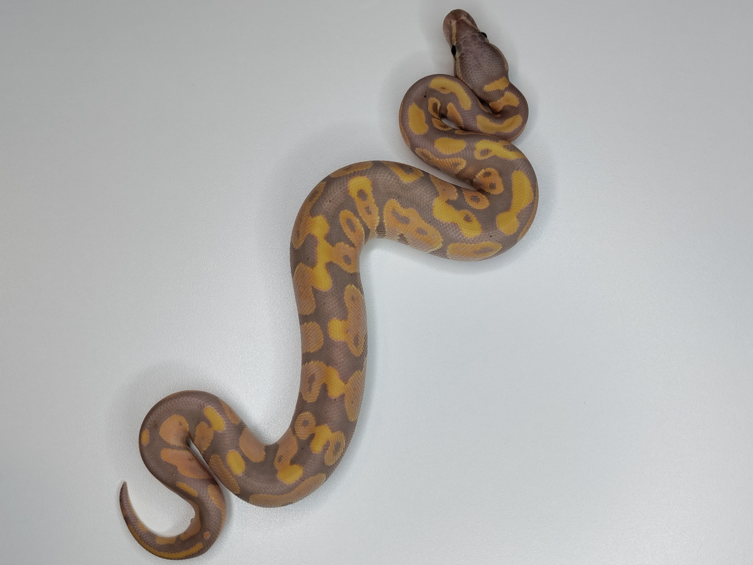 Banana Poss Het Sunset Ball Python by Precious Metal Morphz - MorphMarket