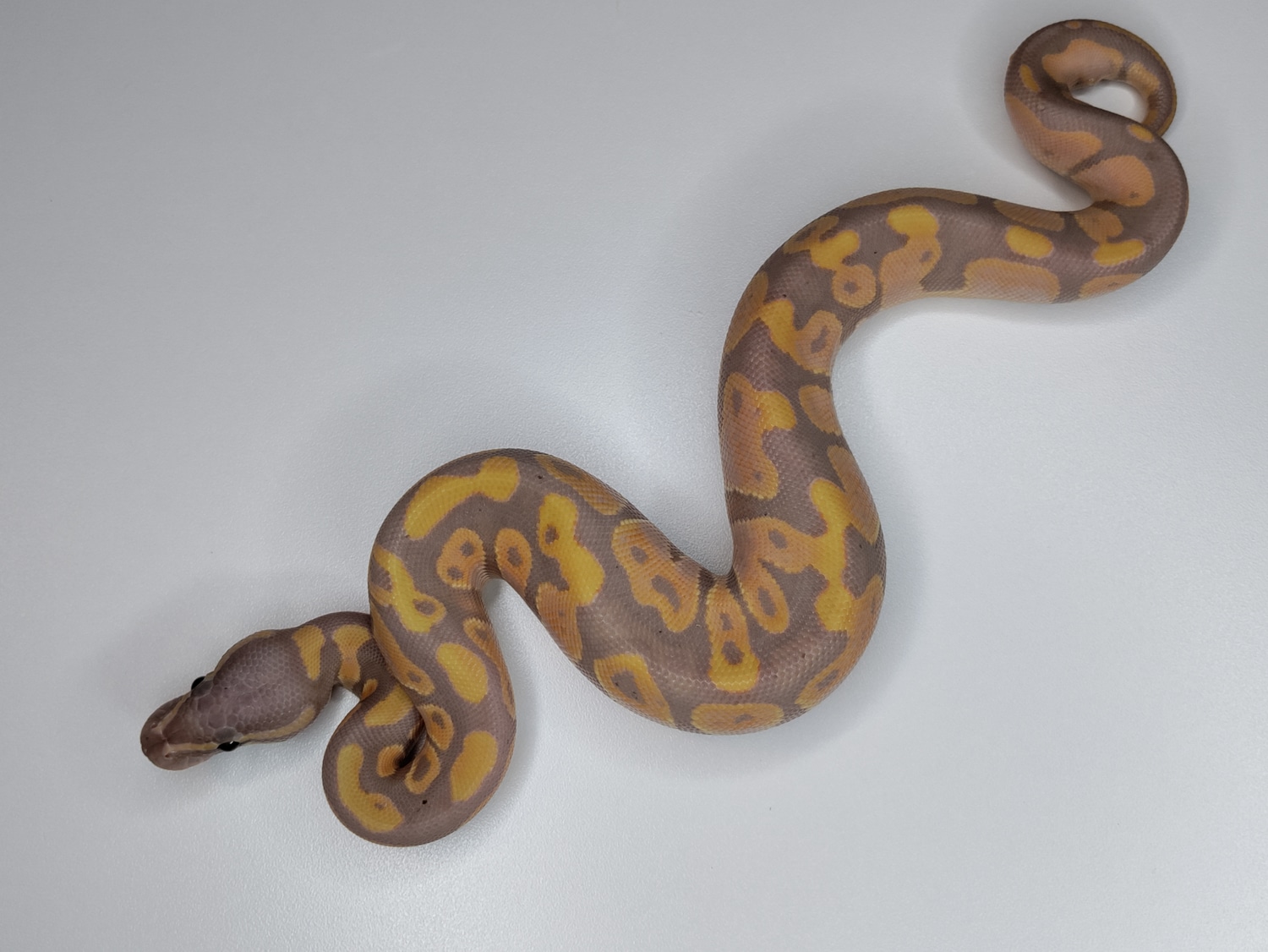 Banana Poss Het Sunset Ball Python by Precious Metal Morphz - MorphMarket