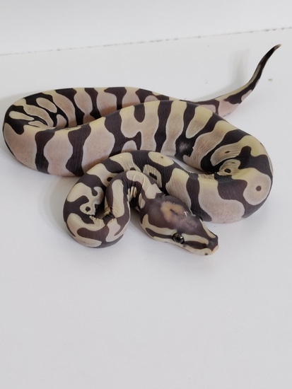 DAYLIGHT SAVINGS SAVINGS!!! Scaleless FREE SHIPPING!!!! Ball Python by ...