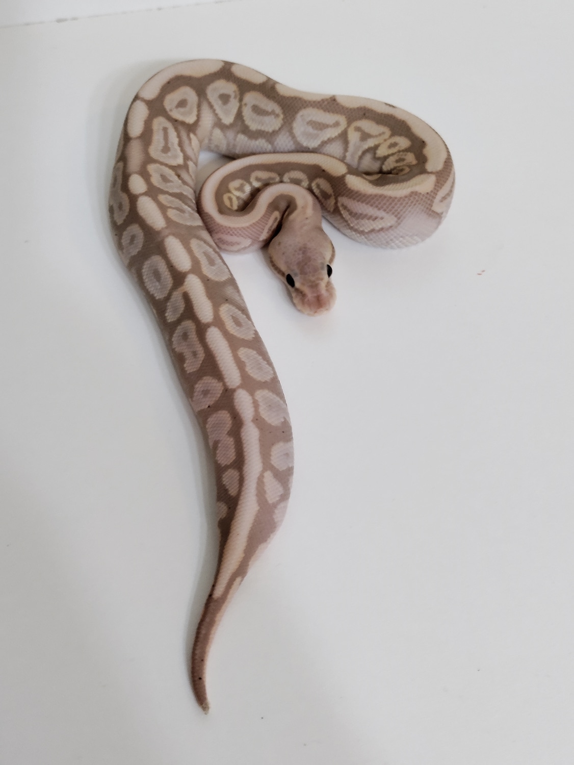 DAYLIGHT SAVINGS SAVINGS!!!! Pastel Banana Cinnamon 66% Het Clown 66% ...