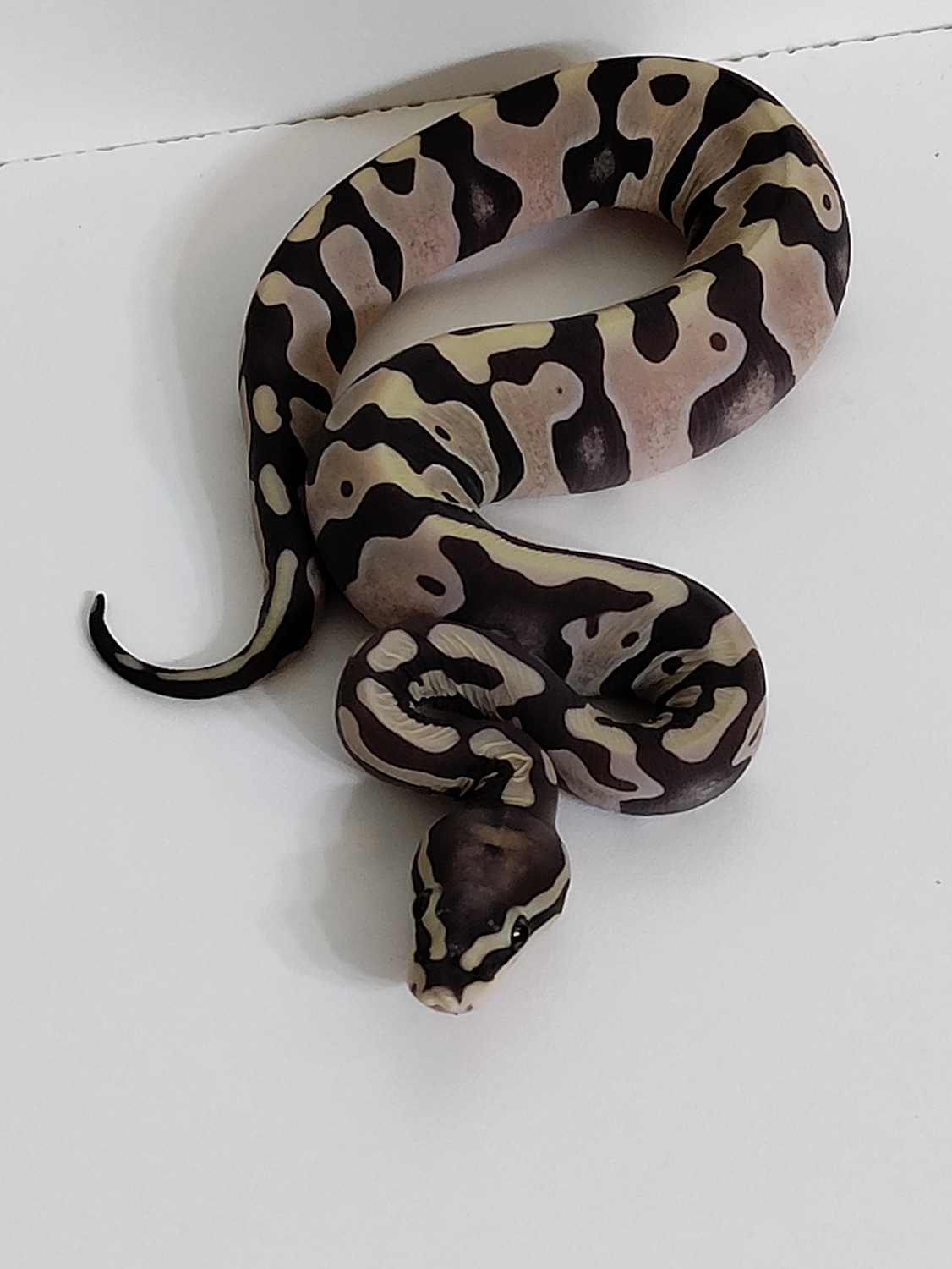 Female Scaleless Ball Python by Precious Metal Morphz - MorphMarket