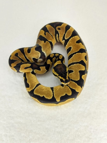Enchi Het Albino Het Clown 66% Het Rainbow Ball Python by Precious ...