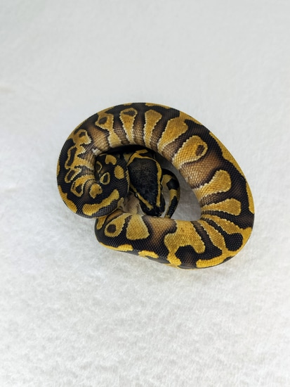Phantom Enchi Het Clown 50% Het Rainbow Ball Python by Precious Metal ...