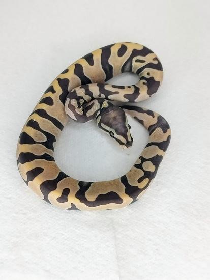 Super Scaleless 66% Het Pied Ball Python by Precious Metal Morphz