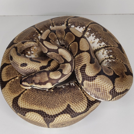 RTB Spider 100% Het Sunset Ball Python by Precious Metal Morphz