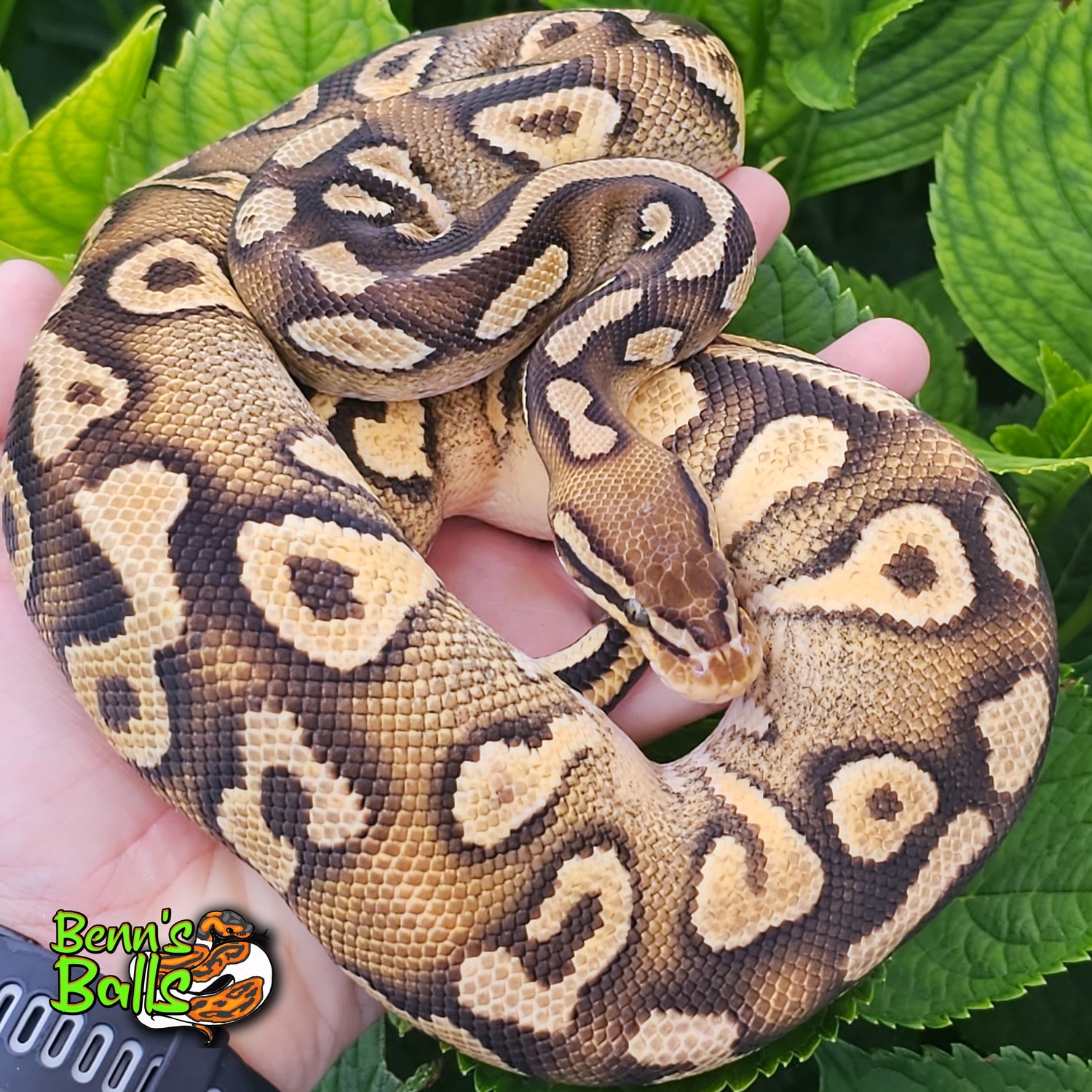 Mojave Yellowbelly Pastel Ball Python by Benn's Balls - MorphMarket