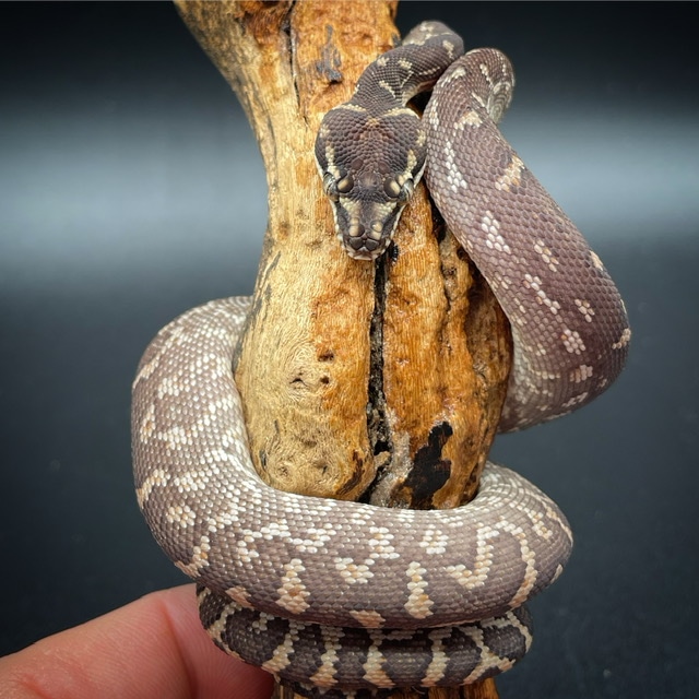 1.0 2020 Rough-scaled Python by Fieldstone Herpetoculture - MorphMarket