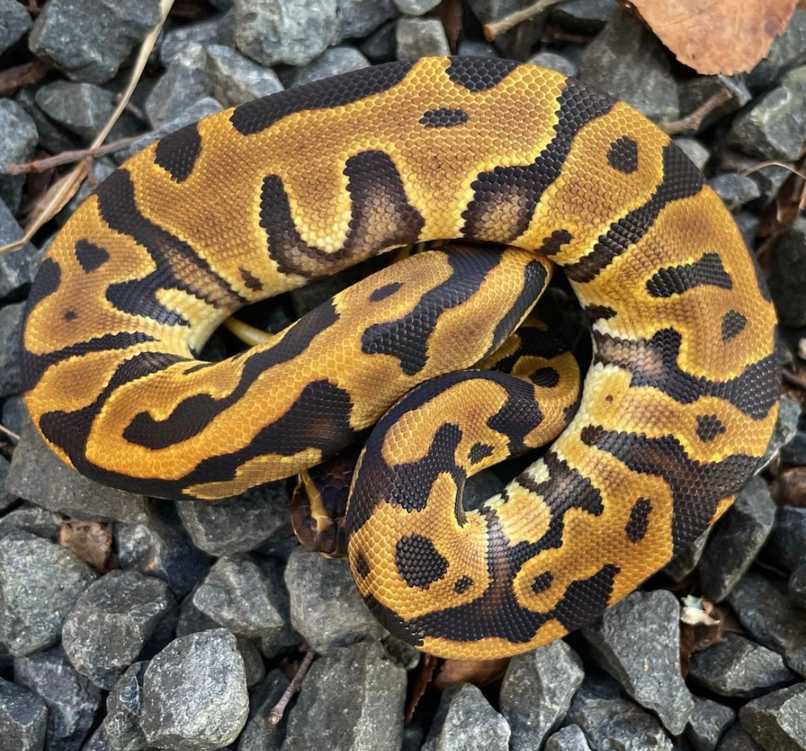 0.1 2020 Enchi Leopard Het Clown Ball Python by Fieldstone ...