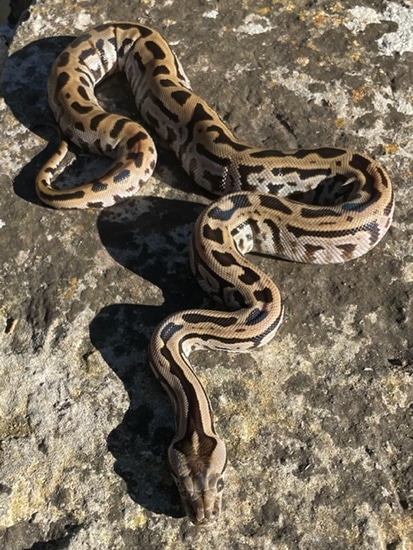 Labyrinth, 66% Het Albino, 50% Het Green Burmese Python by Fieldstone ...