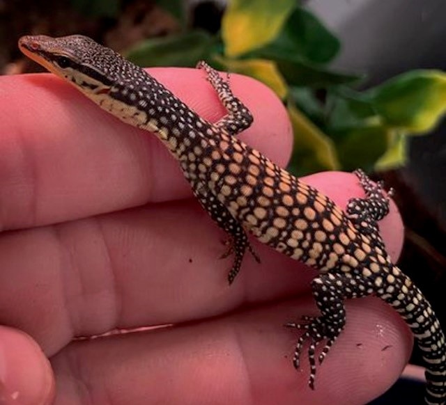 2021 Kimberly Rock Monitors Other Monitor by Fieldstone Herpetoculture ...