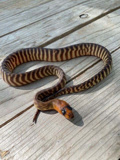 Woma Woma Python by Fieldstone Herpetoculture - MorphMarket
