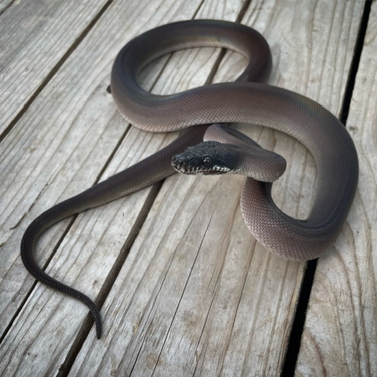 0.1 2021 USCBB Southern White-lipped Python White-Lipped Python by ...