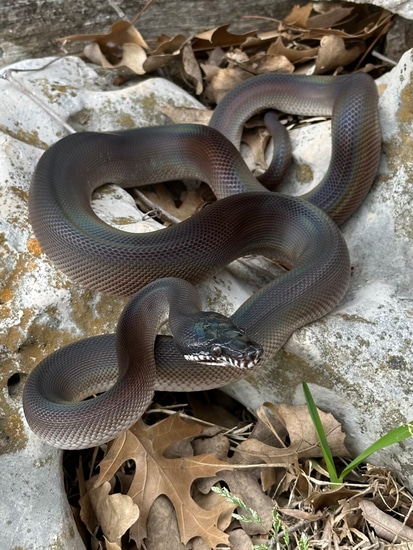 USCBB 2021 0.1 Southern White Lipped Python White-Lipped Python by ...