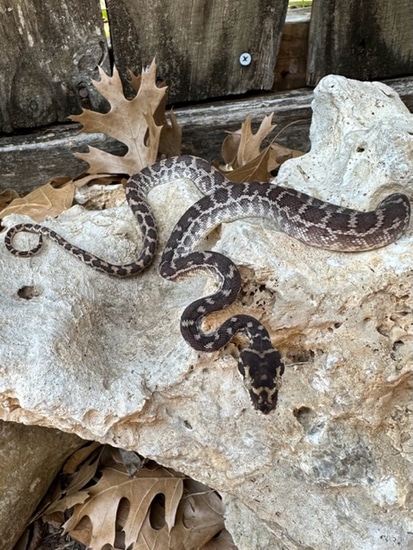 0.1 2023 Rough-Scaled Python by Fieldstone Herpetoculture