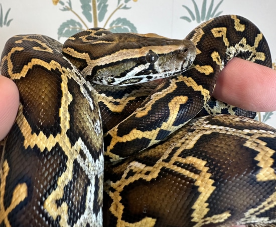 0.1 2023 F3 Half Dwarf Burmese Python by Fieldstone Herpetoculture
