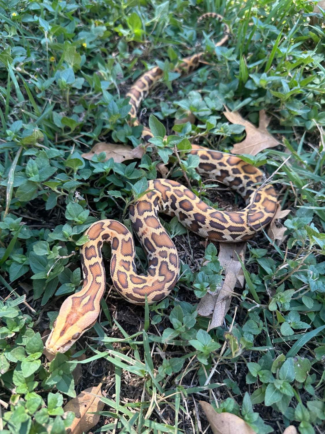 Fieldstone Herpetoculture