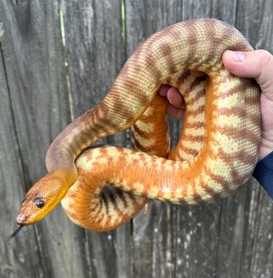 Proven 2015 0.1 Woma Woma Python by Fieldstone Herpetoculture
