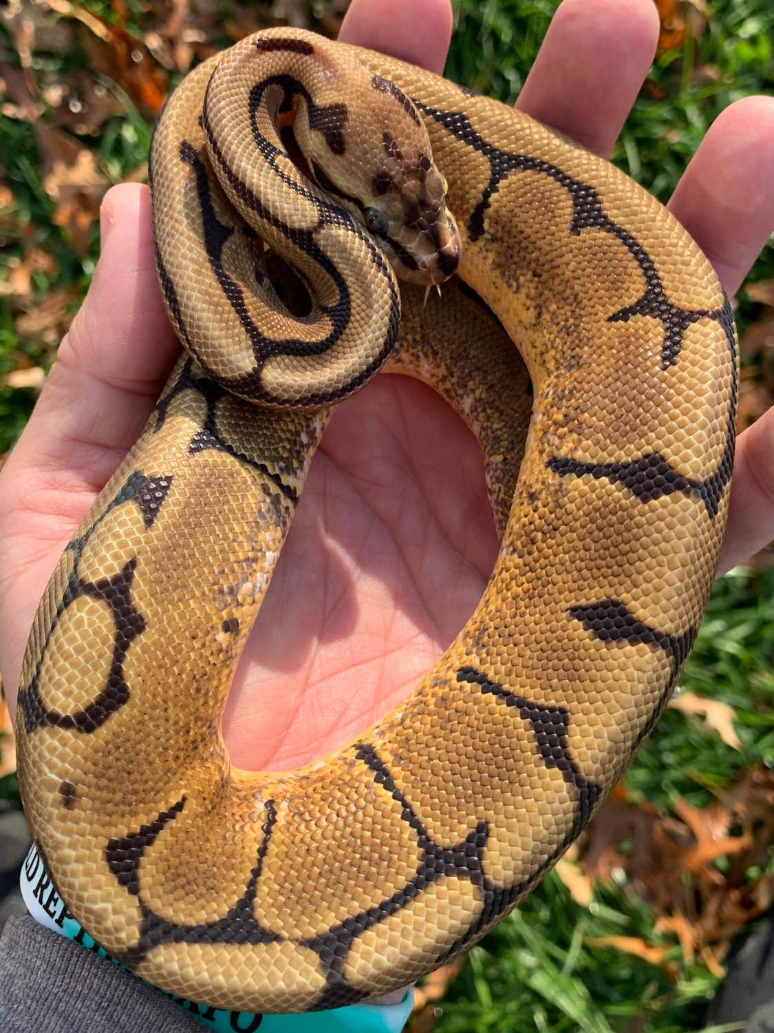 Chocolate Spider Ball Python by RICHIES recessives - MorphMarket