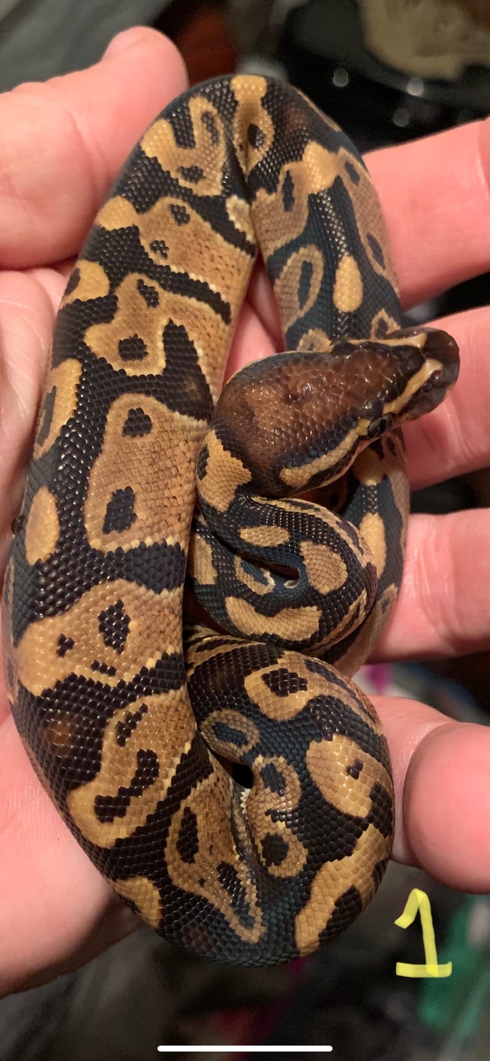 Trojan Het Pied Ball Python by RICHIES recessives - MorphMarket