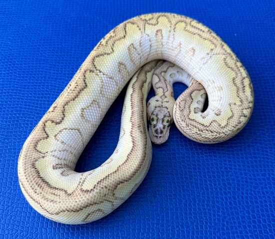 Motley Pastel Butter Clown Ball Python by RICHIES recessives