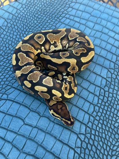Trojan Yellowbelly DH Clown Pied Ball Python by RICHIES recessives