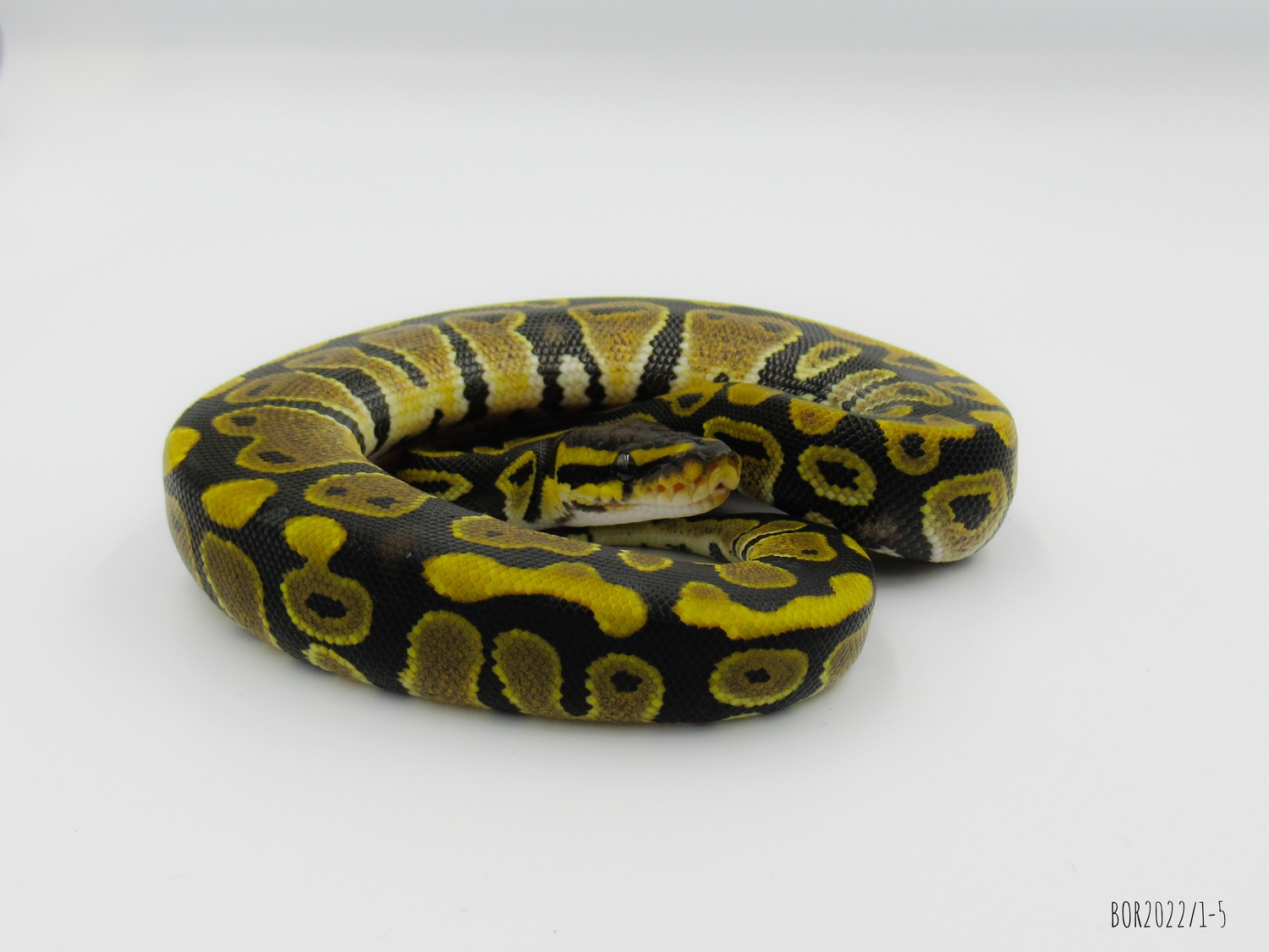 Normal 100% Het Clown Ball Python by Ben Ogden Reptiles Ltd - MorphMarket