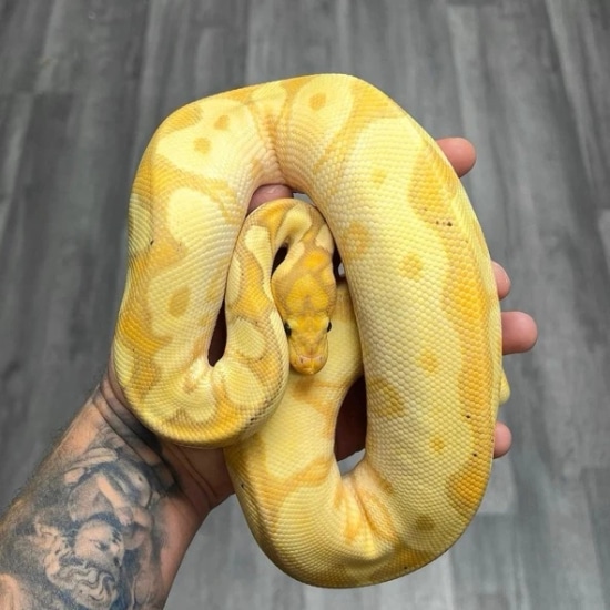 ODYB Calico Banana Vanilla Clown Ball Python by Ben Ogden Reptiles Ltd