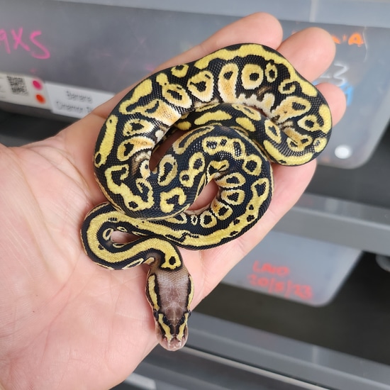 Cypress Citrus Pastel 100% Het Clown Ball Python by Ben Ogden Reptiles Ltd