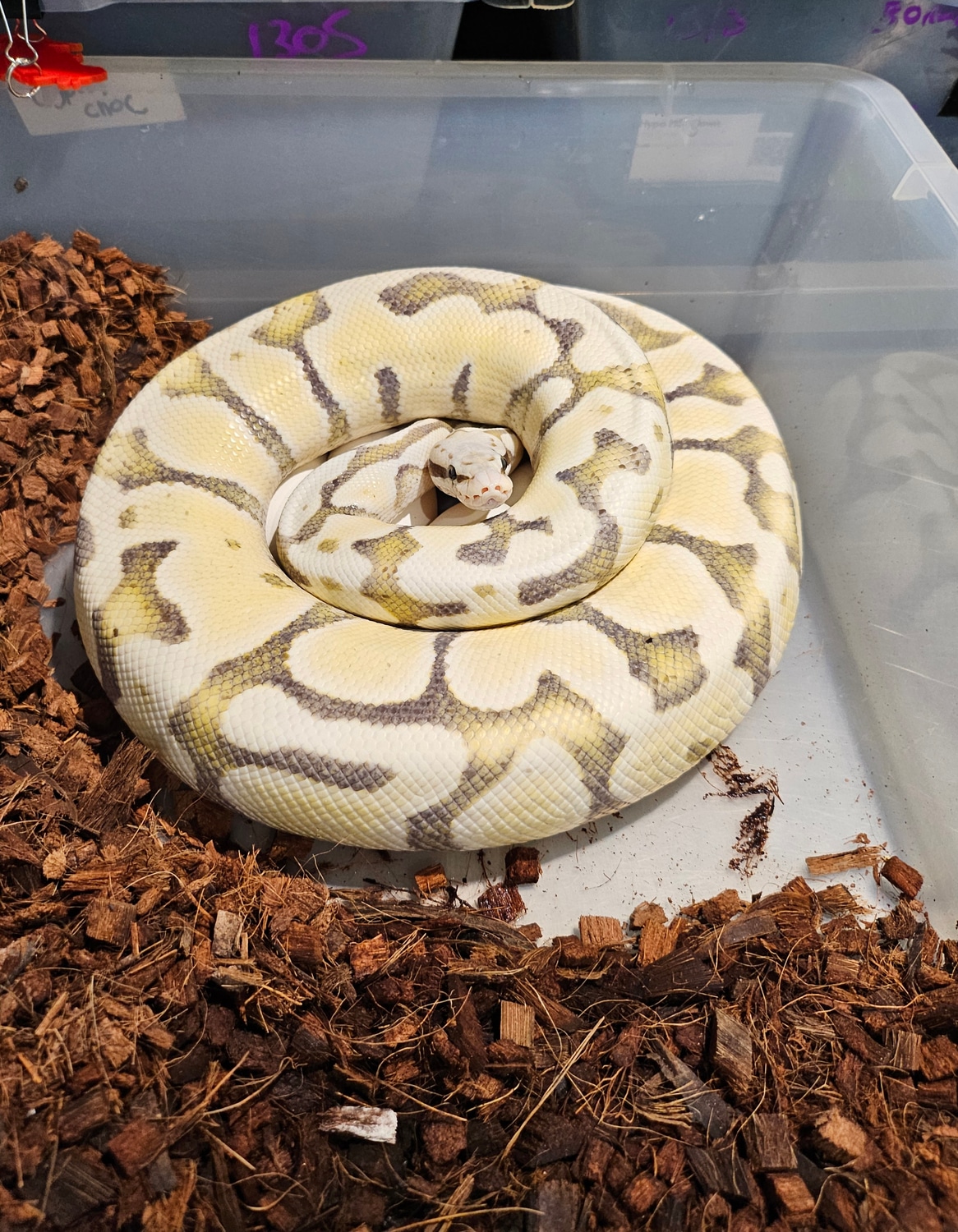 Ball Python Clutch: BOR24/1 by Ben Ogden Reptiles Ltd - MorphMarket