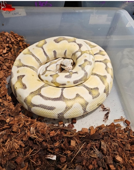 Firefly Desert Ghost Proven Ball Python by Ben Ogden Reptiles Ltd