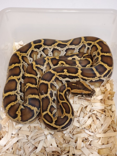 Normal 66% Het Caramel Green Granite Albino Female 2 Burmese Python by ...