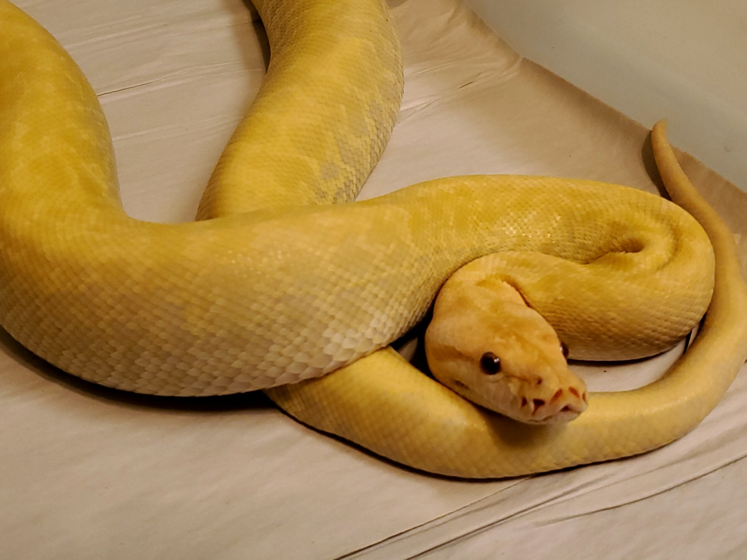 Caramel Granite 66% Het Green Albino Burmese Python by Ben Rogers ...