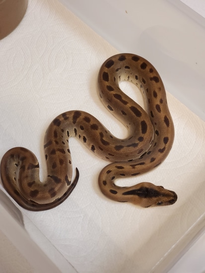 Green Het Caramel Granite! Burmese Python by Ben Rogers Reptiles