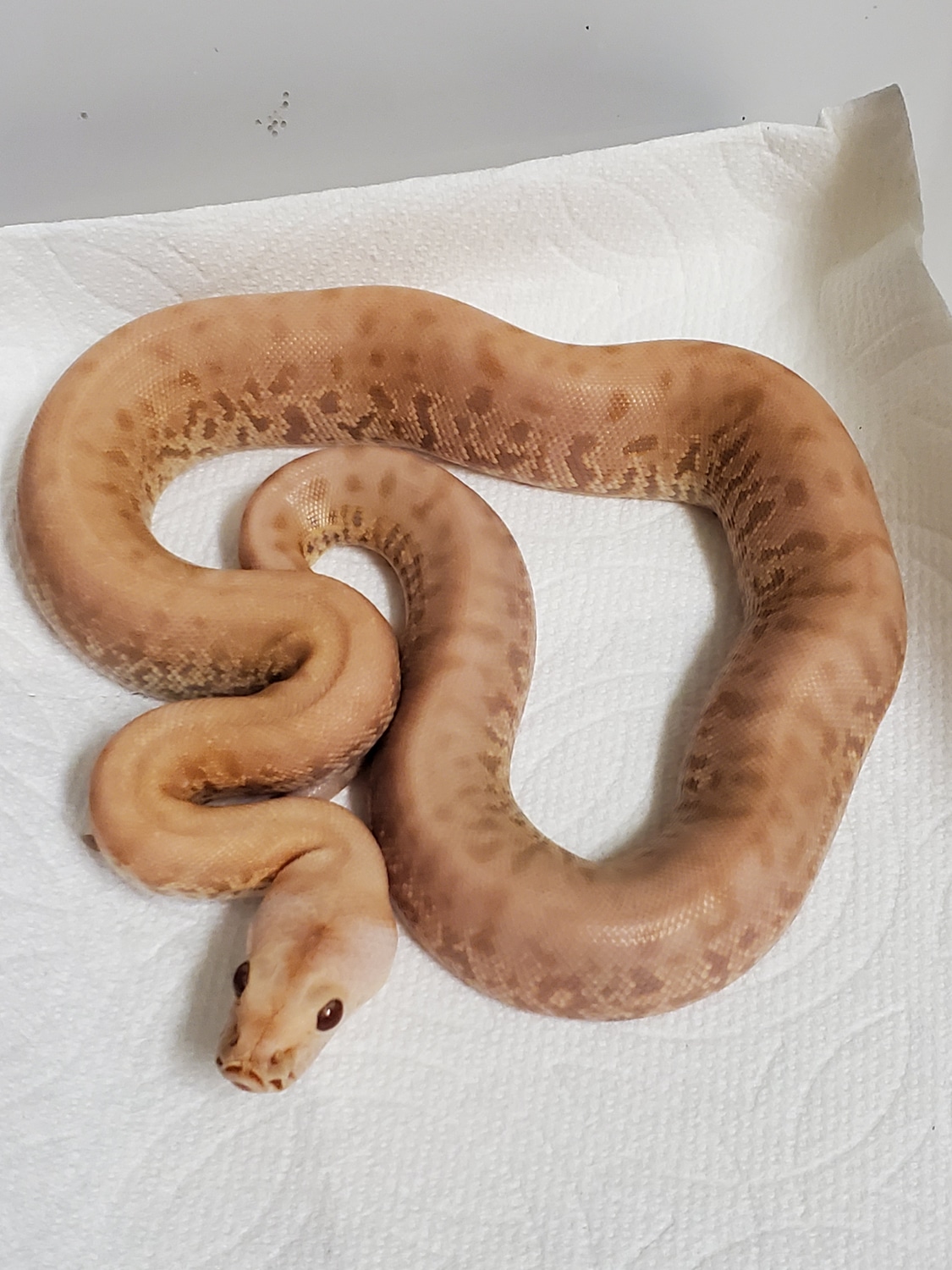 Caramel Green Granite Burmese Python by Ben Rogers Reptiles - MorphMarket