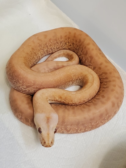 Caramel Green Granite Burmese Python by Ben Rogers Reptiles